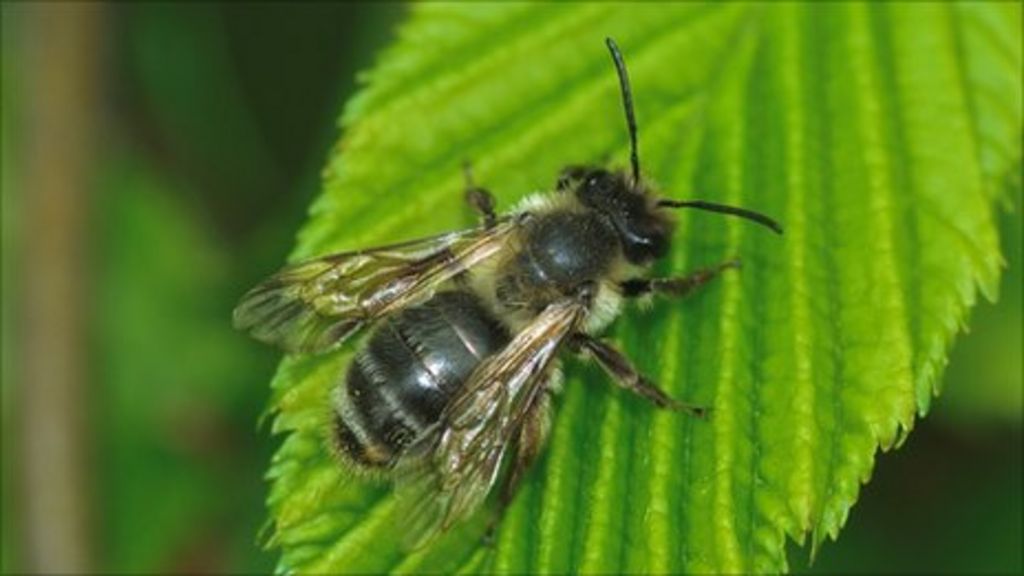 Rare bee unreported for 60 years spotted in Sheringham - BBC News