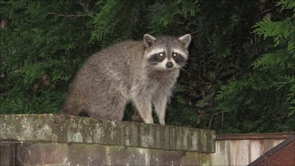 Raccoon spotted in Chandler's Ford garden - BBC News