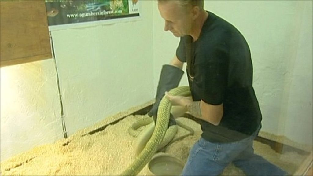 Snake sanctuary owner Luke Yeomans dies from cobra bite - BBC News