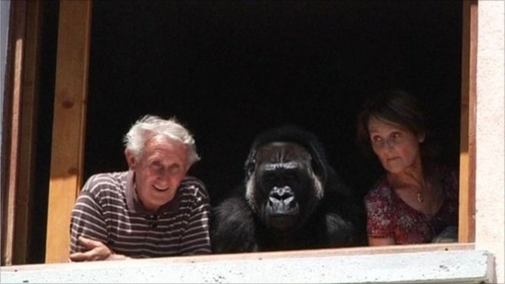 Gorilla adopted by French couple - BBC News