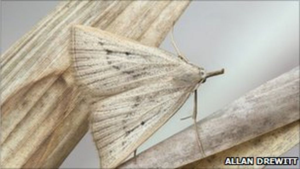 Dotted fan-foot moth seen at Surrey wildlife reserve - BBC News