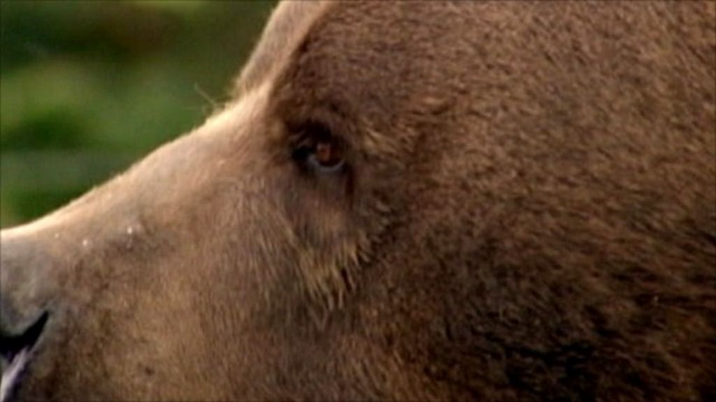 Grizzly bear kills hiker at Yellowstone National Park - BBC News