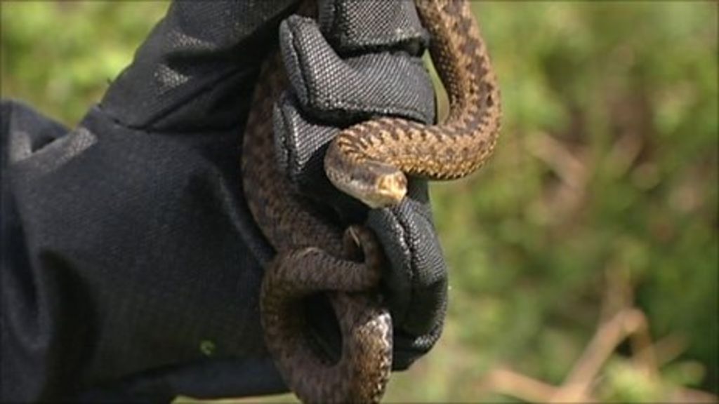 Adder DNA taken to research sharp population decline - BBC News