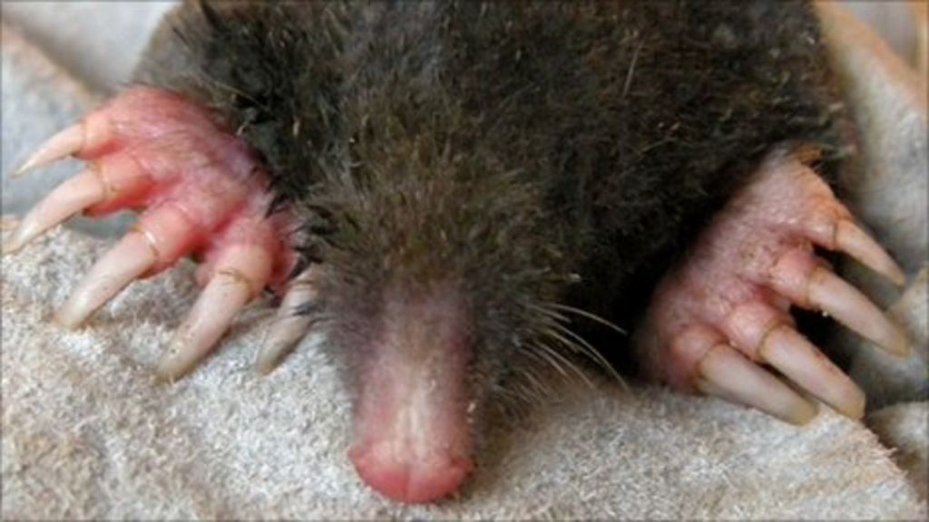 Mystery of mole's second thumb solved - BBC News