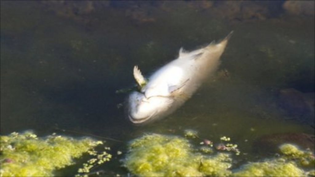 Fish put into 'algae-choked lake' in Loughbrickland - BBC News