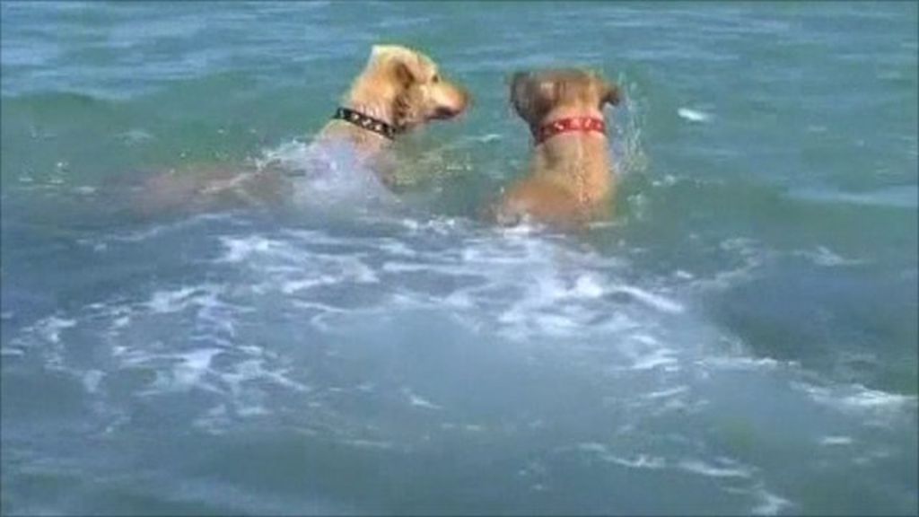 Dogs 'swimming with sharks' on Australia's coastline - BBC News