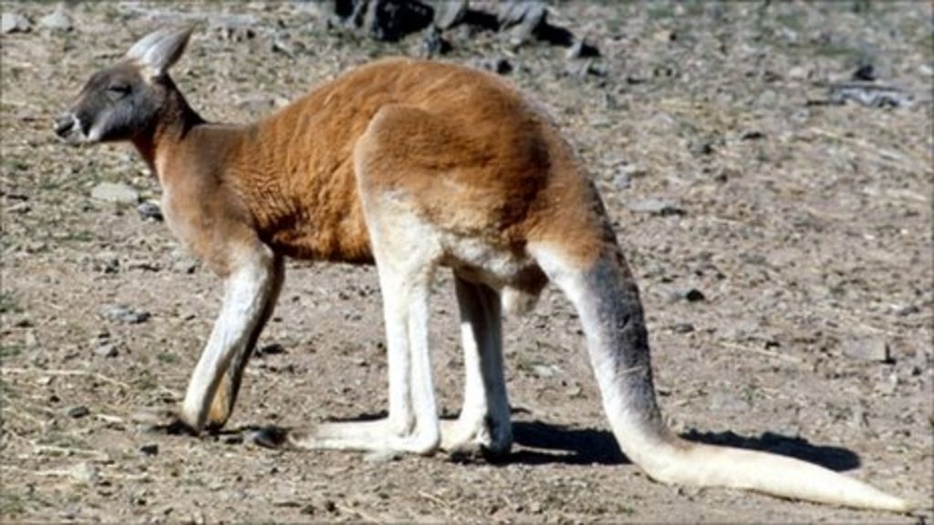 Rogue kangaroo attacks 94-year-old Phyllis Johnson - BBC News