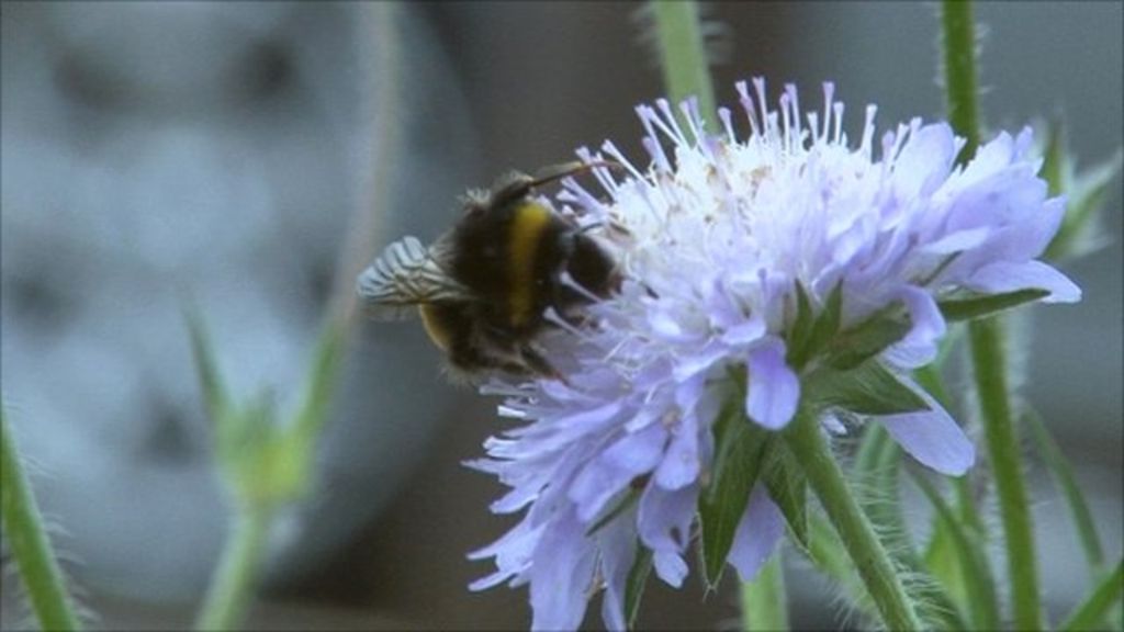 Are cities the key to saving our pollinating insects? - BBC News