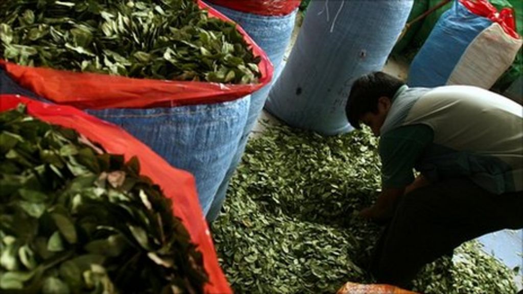 UK boost for Bolivian battle against cocaine production - BBC News