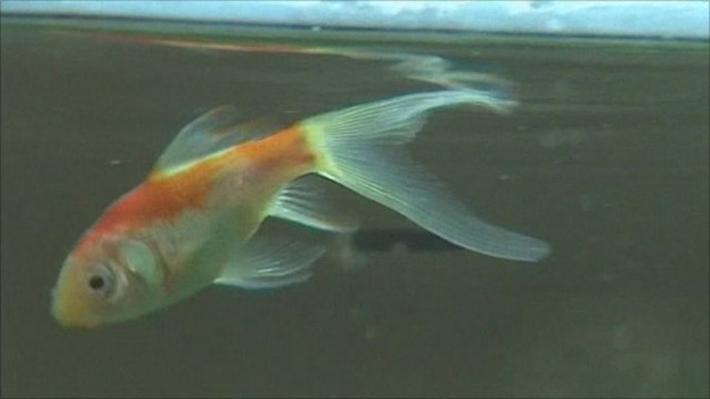 New Zealand goldfish survive 134 days after earthquake - BBC News