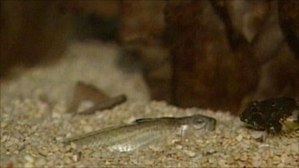 South Coast alert over weever fish stings - BBC News