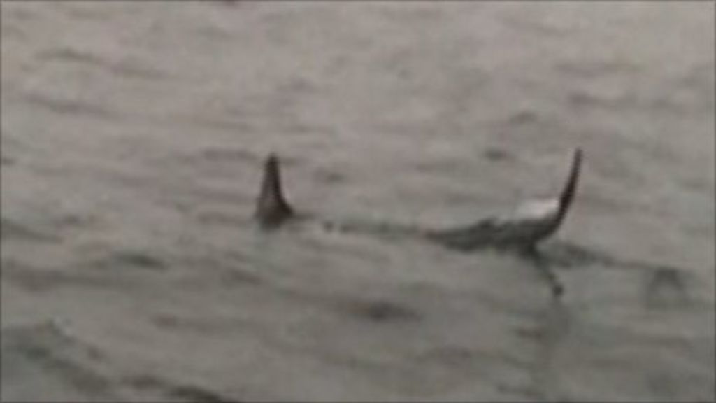 Thresher shark spotted off Devon - BBC News