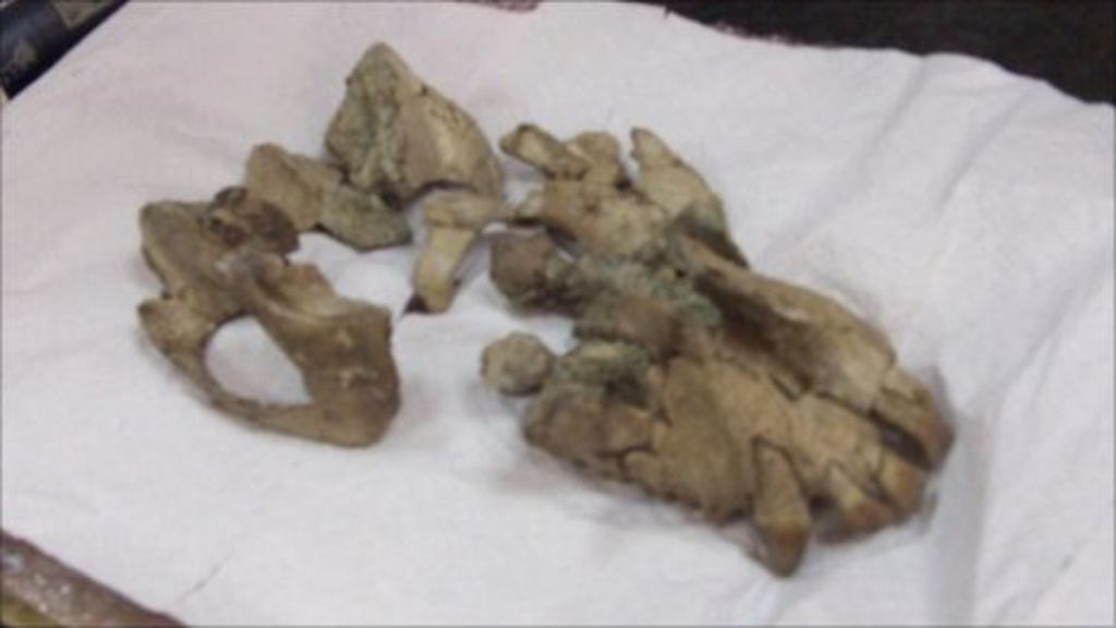 Ancient primate fossil unearthed - BBC News