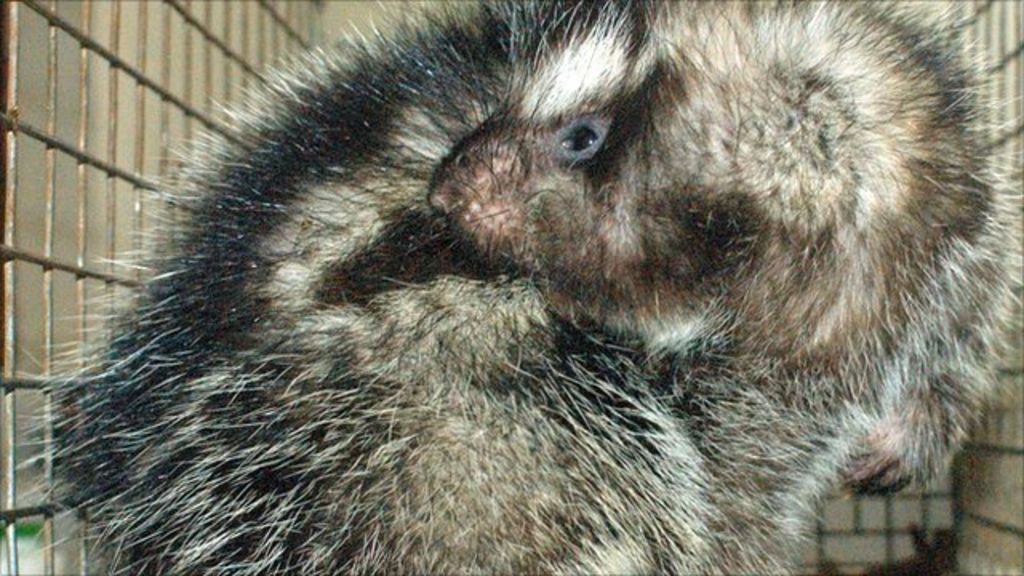 African crested rat uses poison trick to foil predators - BBC News