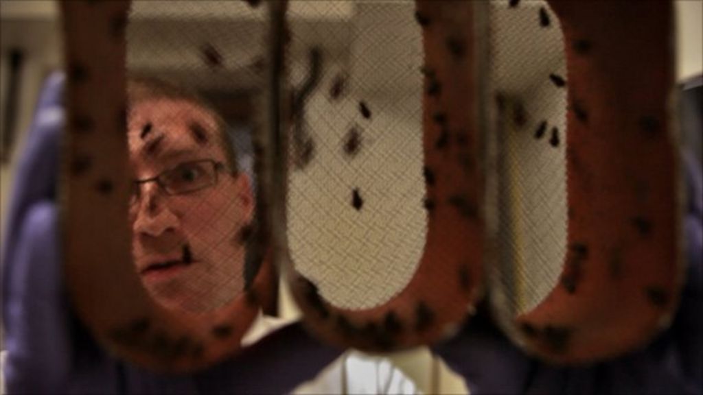 Destroying deadly tsetse fly sleeping sickness parasite - BBC News