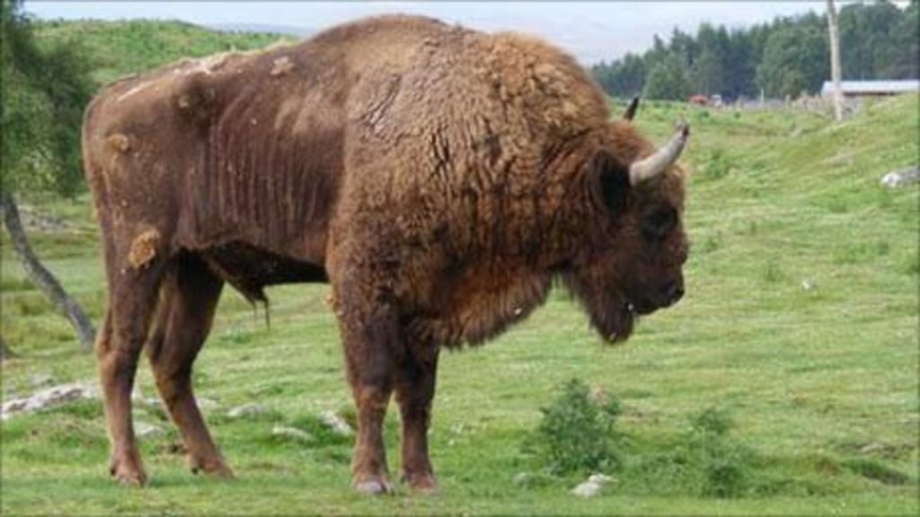 Highland Wildlife Park unveils new European bison bull - BBC News