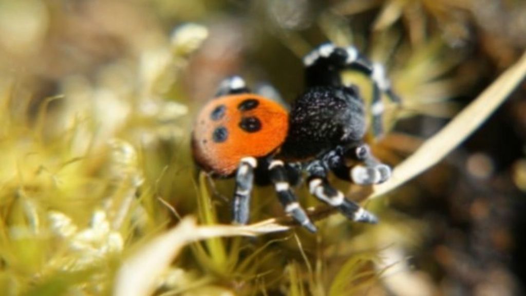 Ladybird spider brought back from the brink - BBC News