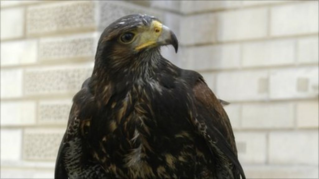 Huddersfield pensioner battles dog-attack hawk - BBC News