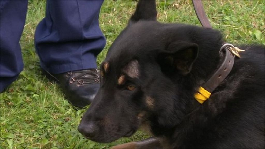 Riot police dog suffered fractured skull - BBC News