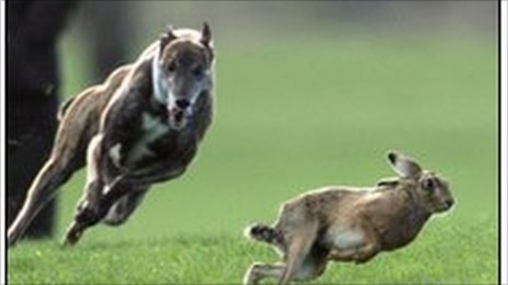 Permanent ban for hare coursing in Northern Ireland - BBC News