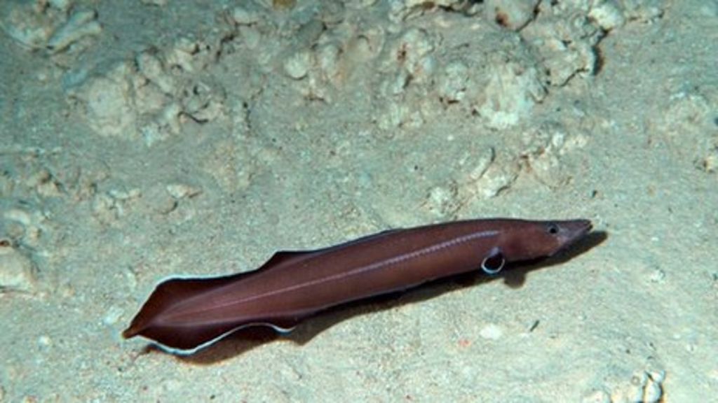 200 million-year-old eel species found - BBC Newsround