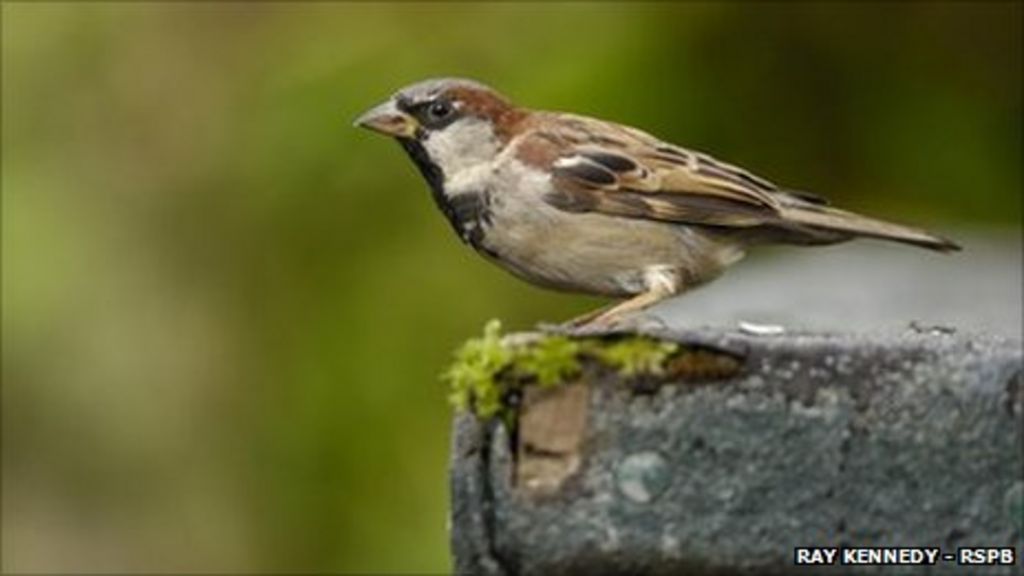 Scottish garden bird numbers 'on increase' - BBC News