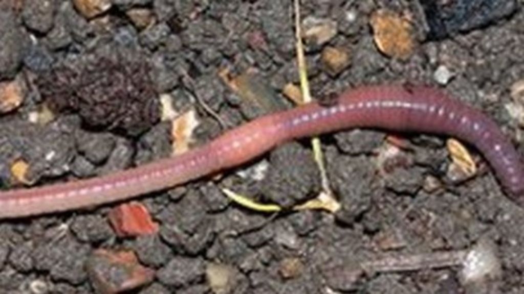 Liverpool World Museum offers insects and worms to eat - BBC News