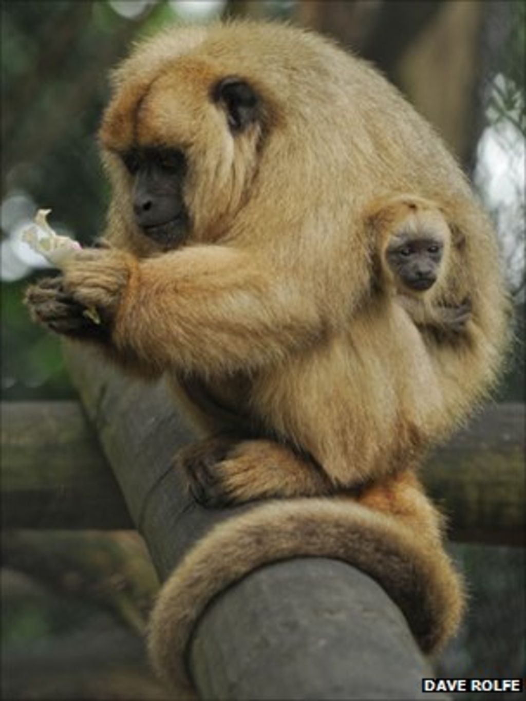 Howler monkey born at Port Lympne Wild Animal Park - BBC News