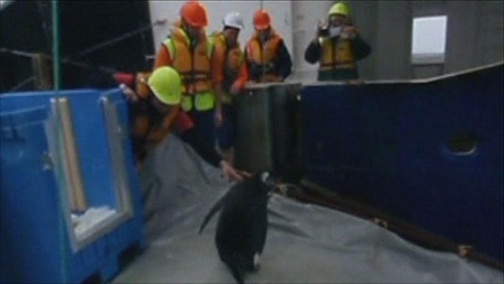 Concern mounts for 'missing' penguin Happy Feet - BBC News