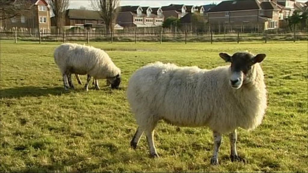 Wool prices highest in 25 years - BBC News