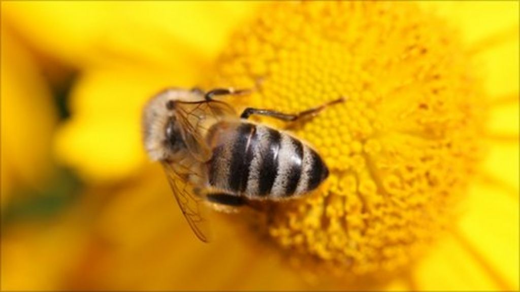 American Foulbrood bee disease found in Stranraer - BBC News
