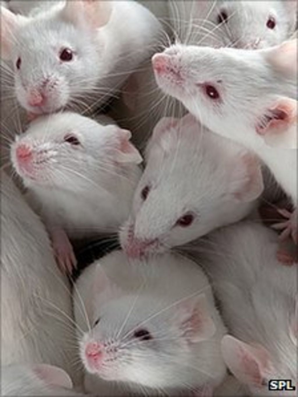 Socialising enhances fat conversion and loss in mice - BBC News