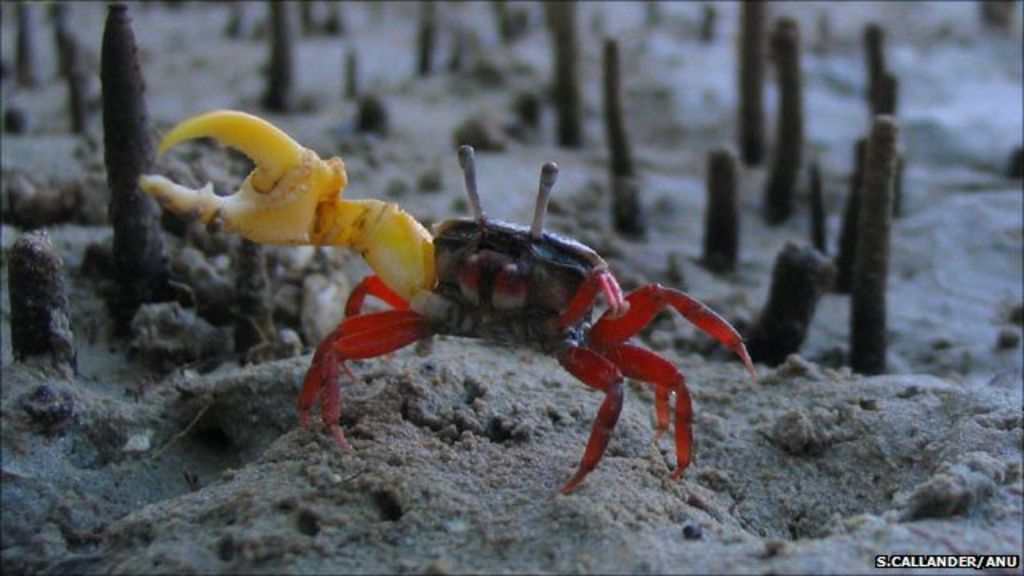 Waving robotic crab arm attracts females - BBC News