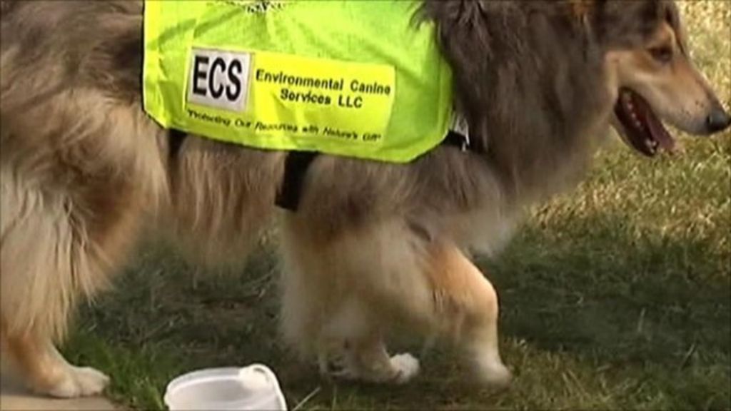 US health officials use dogs to sniff out e.coli spots - BBC News