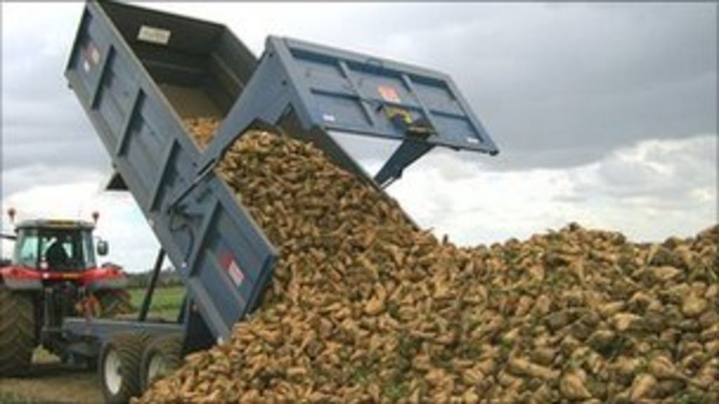 Sugar beet production starts early due to wet weather - BBC News