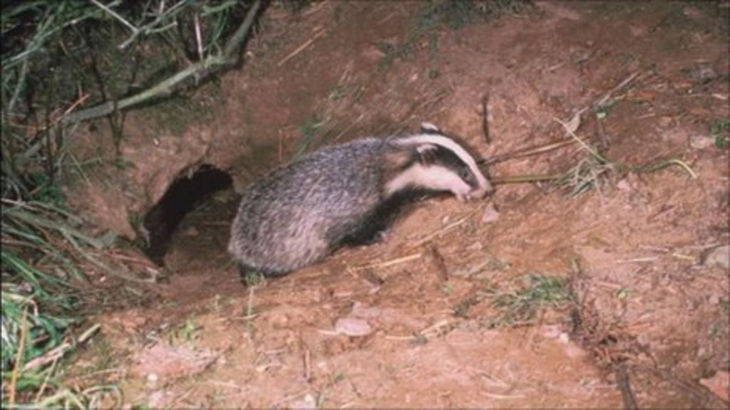 Badger sett in Hythe flood defence moved - BBC News
