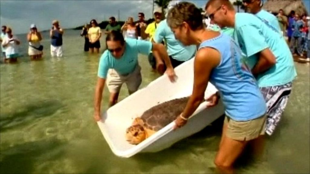 Spear attack turtle set free after surgery - BBC News