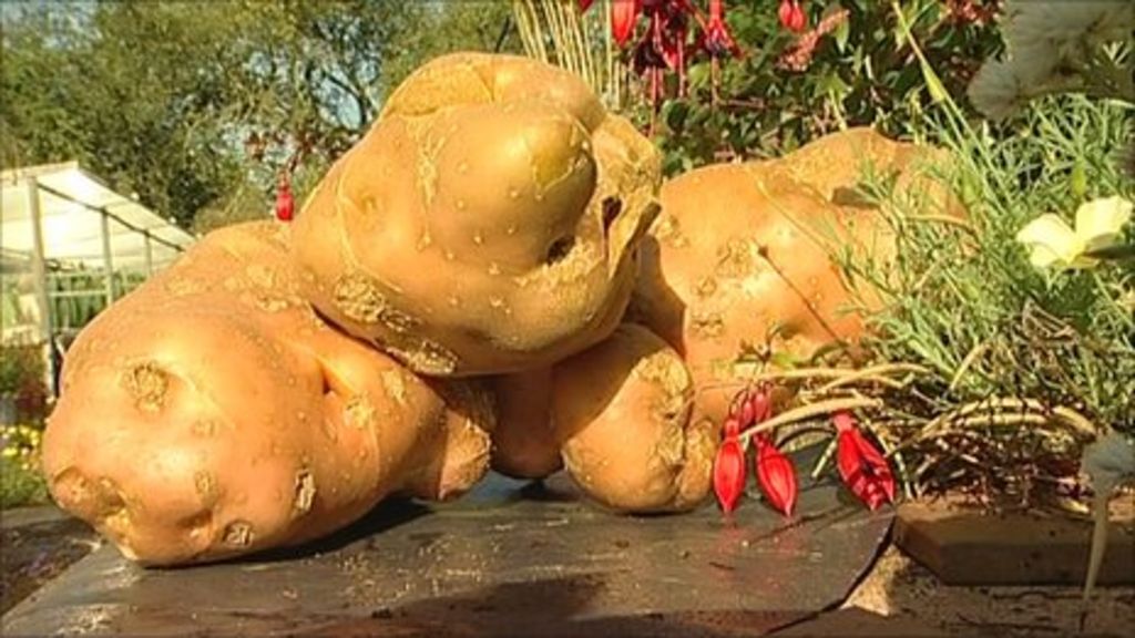 Nottinghamshire gardener grows world's heaviest potato - BBC News