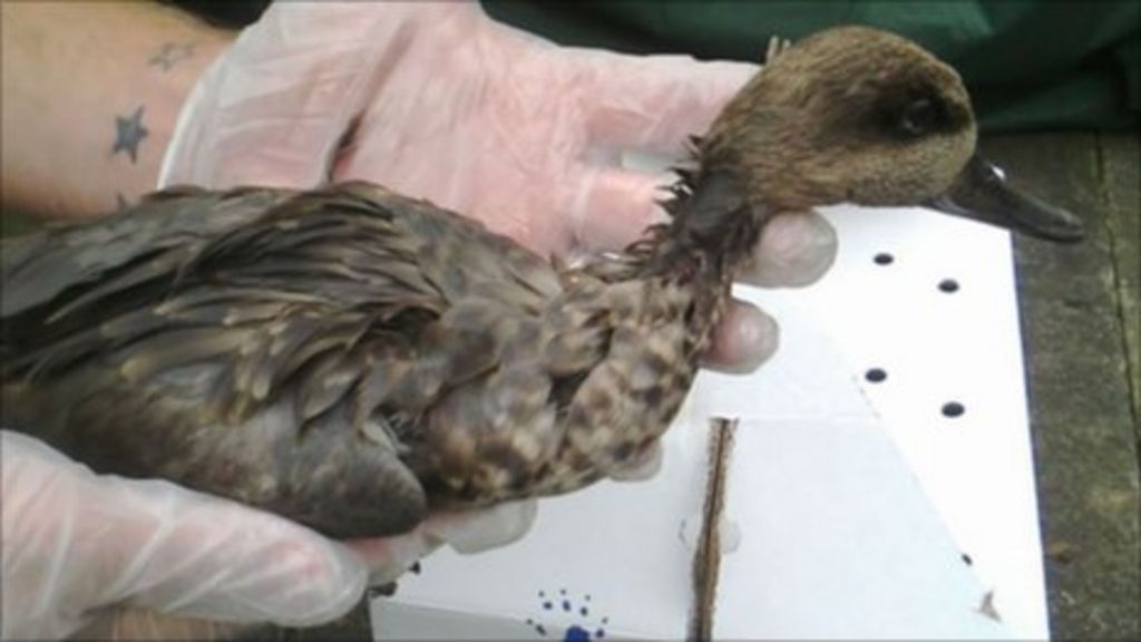 RSPCA rescues rare ducks from Port Talbot oil spill - BBC News