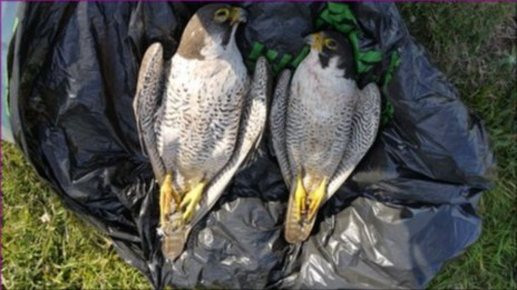 Peregrine falcons found poisoned in Cornwall - BBC News