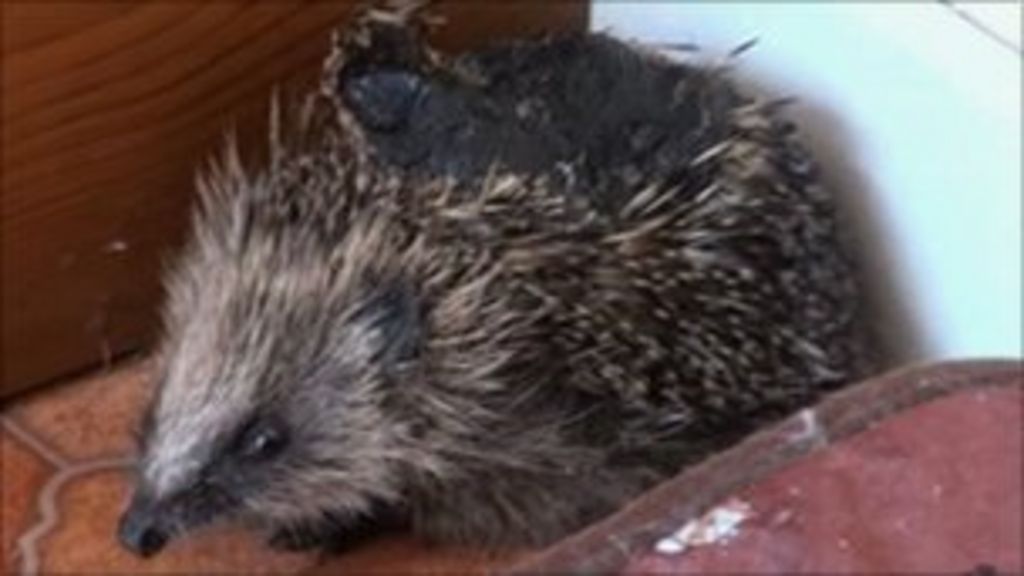 Hedgehog recovers from tar attack - BBC News