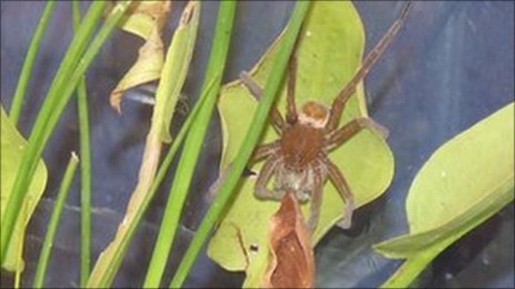 Rare fen raft spiders released on to Pevensey Marshes - BBC News