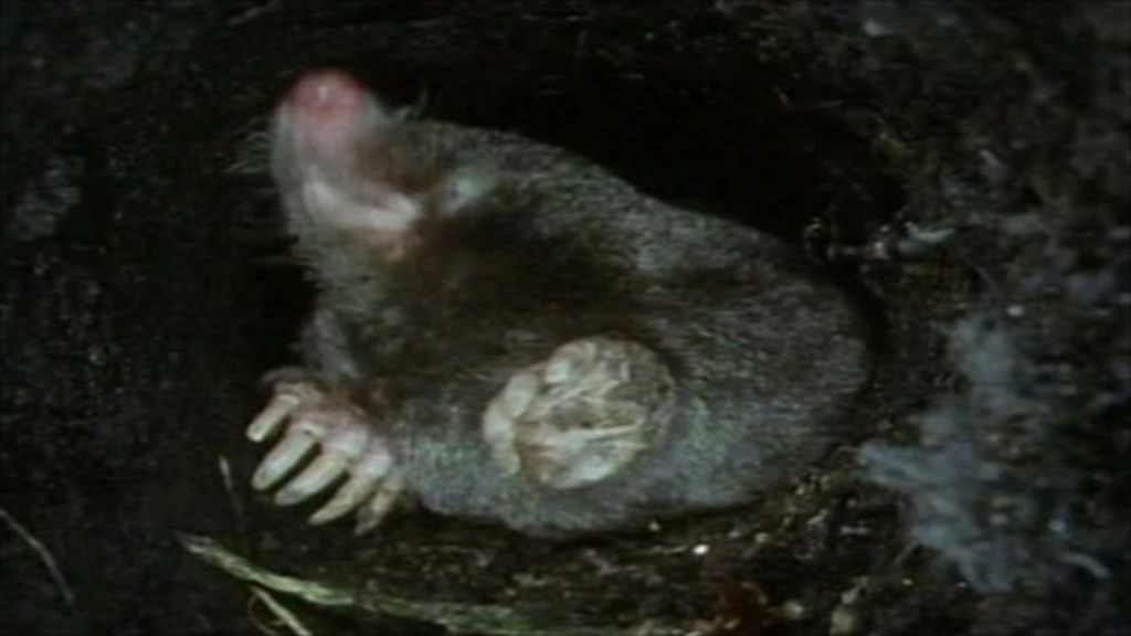 Rise in mole numbers across UK - BBC News