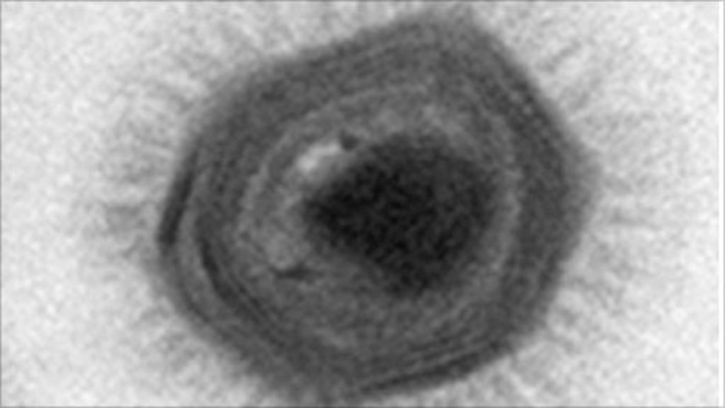 Ocean trawl reveals 'megavirus' - BBC News