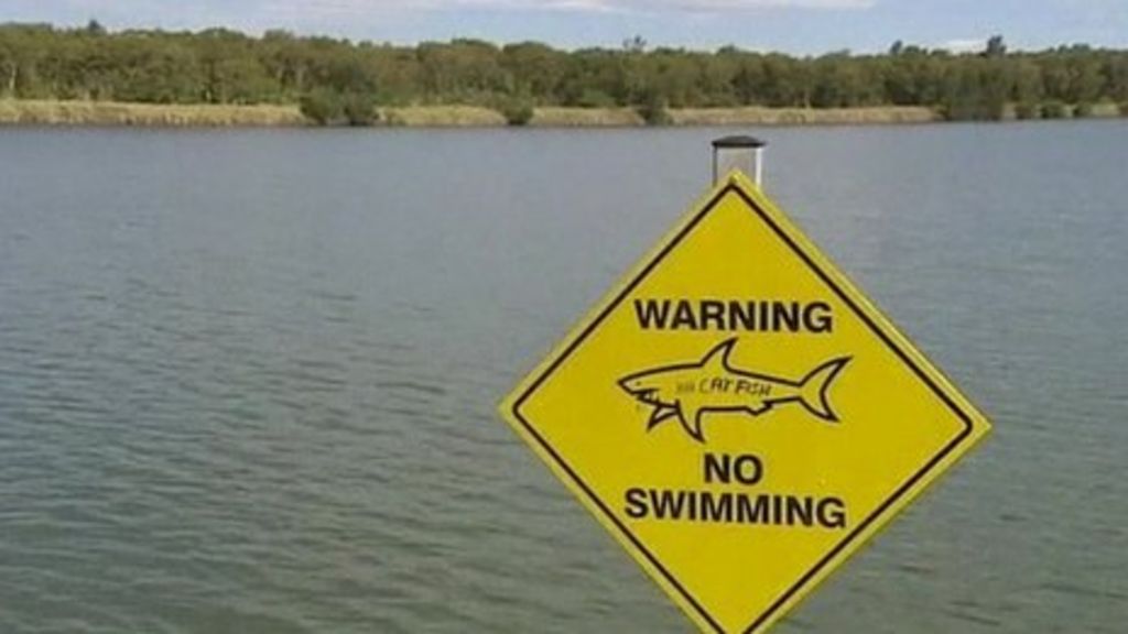 Sharks living in a lake on an Australian golf course - BBC Newsround