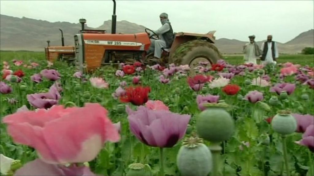 Opium production is rising in Afghanistan - BBC News
