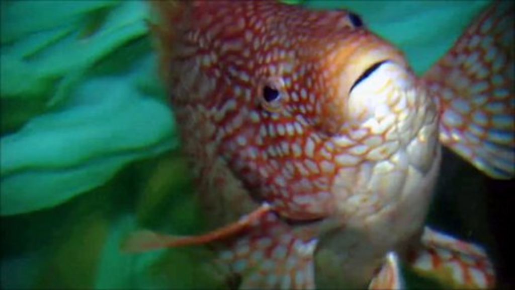 Wrasse could help clean-up fish farms in Scotland - BBC News