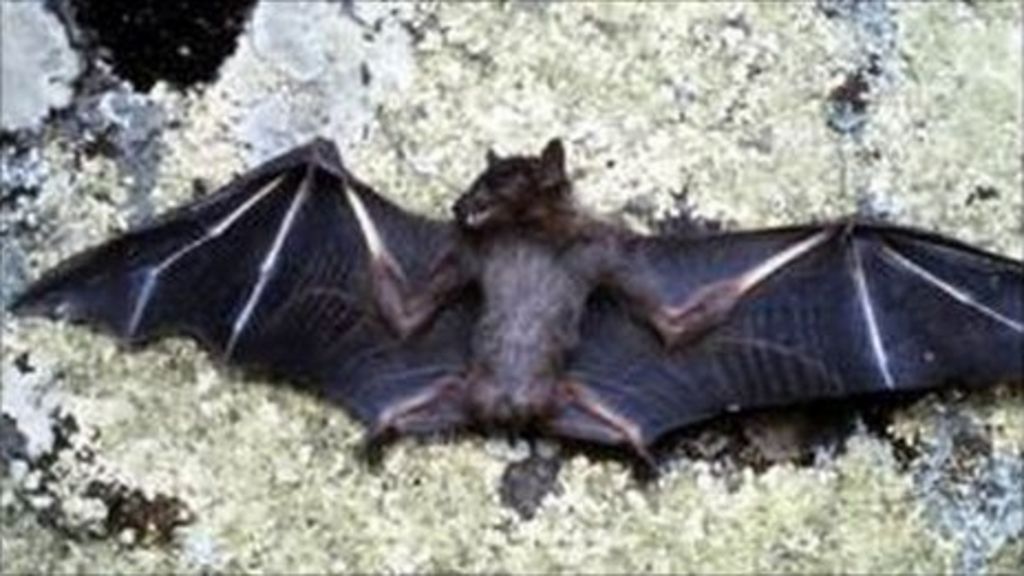 Bat bridges to be built on Norfolk to Suffolk road - BBC News
