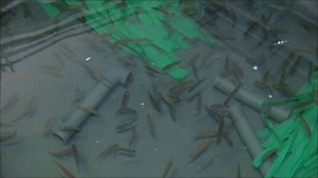 Could wrasse help salmon fish farms thrive in Scotland? - BBC News