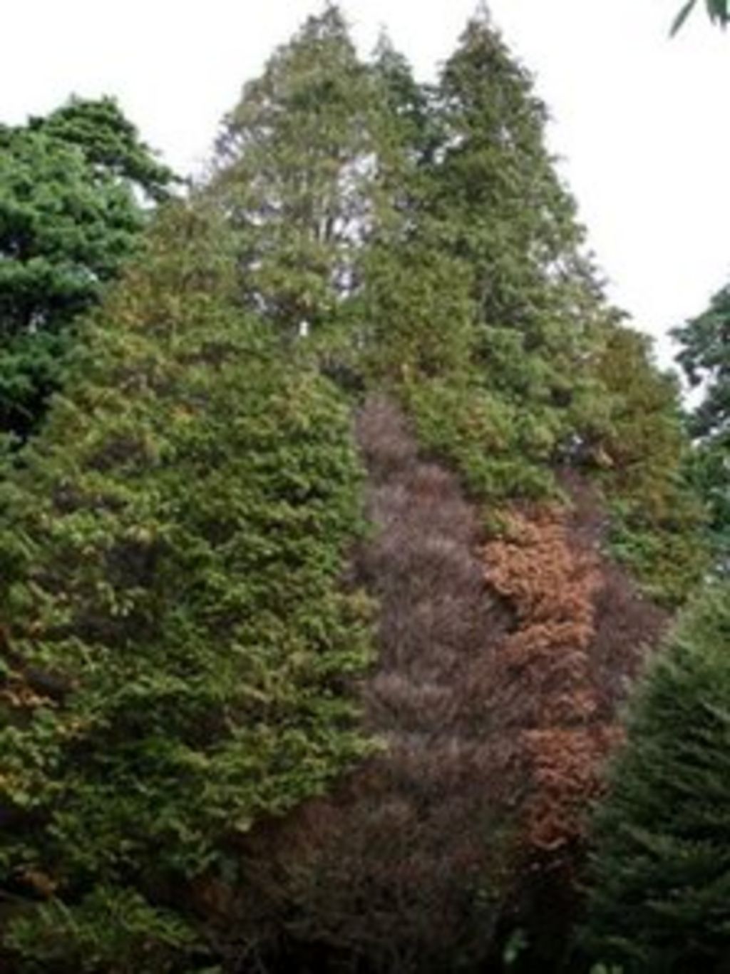 More Lawson cypress trees found with killer disease P. lateralis - BBC News